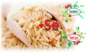 Large-scale speciation of selenium in rice proteins using ICP-MS ...