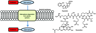 Siderophore-dependent iron uptake systems as gates for antibiotic ...