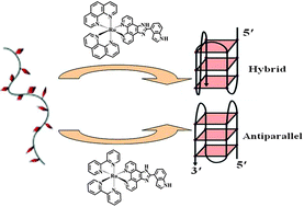 Ruthenium(ii) polypyridyl complexes as G-quadruplex inducing and stabilizing ligands in ...
