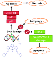 A platinum complex that binds non-covalently to DNA and induces cell ...