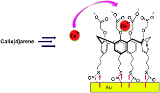 Synthesis of an upper- and lower-rim functionalized calix[4]arene for ...