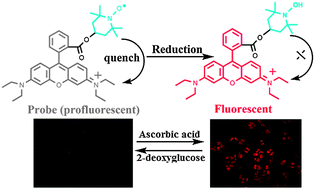 Visualizing the changes in the cellular redox environment using a novel ...