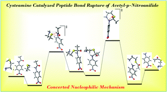 Modeling the cysteamine catalyzed cysteine proteinases using DFT ...