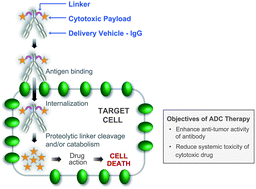 The antibody-drug conjugate: an enabling modality for natural product ...