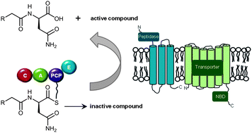 A natural prodrug activation mechanism in the biosynthesis of ...