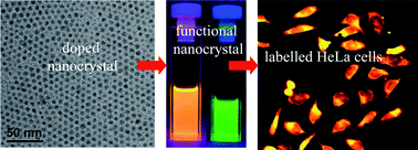 Doped semiconductor nanocrystal based fluorescent cellular imaging ...