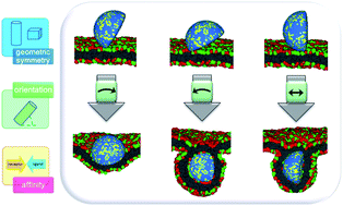 Influence of geometric nanoparticle rotation on cellular ...