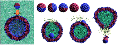 A vesicle cell under collision with a Janus or homogeneous nanoparticle ...