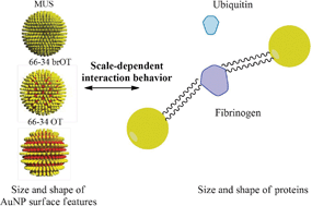 Protein–nanoparticle interactions: the effects of surface compositional ...