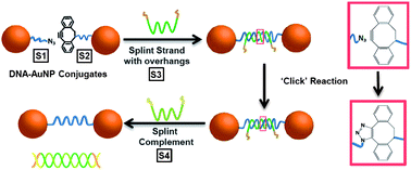 Copper-free click chemistry as an emerging tool for the programmed ...