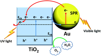 Dendritic Au/TiO2 nanorod arrays for visible-light driven ...