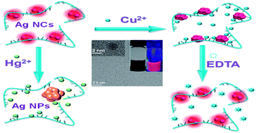 Sensitive and selective detection of Hg2+ and Cu2+ ions by fluorescent Ag nanoclusters ...