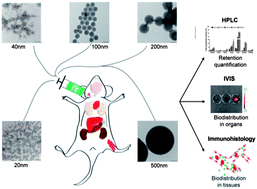 Comprehensive characterizations of nanoparticle biodistribution ...