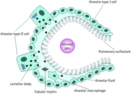 Promote potential applications of nanoparticles as respiratory drug ...