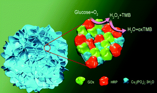 Multi-enzyme co-embedded organic–inorganic hybrid nanoflowers ...