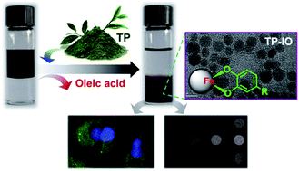 “Green” functionalization of magnetic nanoparticles via tea polyphenol ...