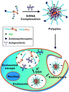 Copolymer of poly(ethylene glycol) and poly(l-lysine) grafting ...
