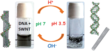 Role of pH controlled DNA secondary structures in the reversible ...