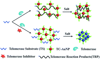 Visual detection of telomerase activity with a tunable dynamic range by ...