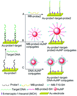 Amplified detection of femtomolar DNA based on a one-to-few recognition ...