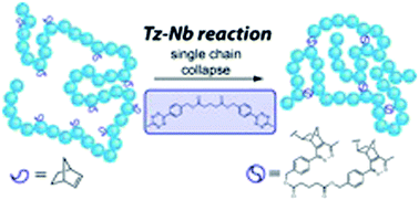 Exploiting the tetrazine–norbornene reaction for single polymer chain ...