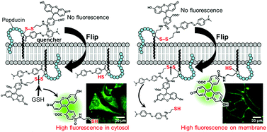 FRET-based imaging of transbilayer movement of pepducin in living cells ...
