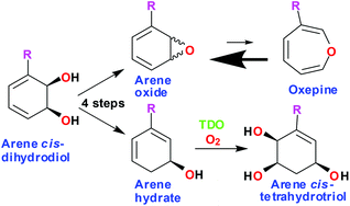 Chemoenzymatic synthesis of monocyclic arene oxides and arene hydrates ...