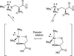 Facile dimethylarsenic exchange and pyramidal inversion in its cysteine ...