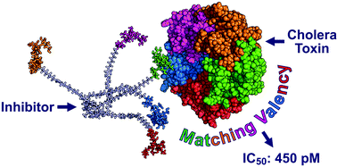 Picomolar inhibition of cholera toxin by a pentavalent ganglioside ...