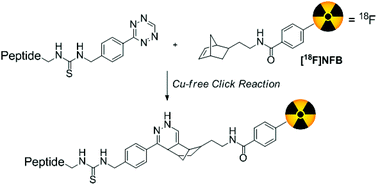 Synthesis and evaluation of an 18F-labelled norbornene derivative for ...