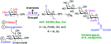 Expeditious synthesis of bacterial, rare sugar building blocks to ...