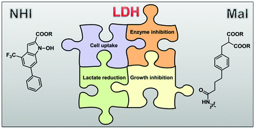Assessing the differential action on cancer cells of LDH-A inhibitors ...