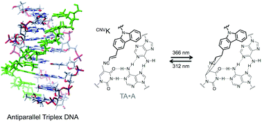 Quick and reversible photocrosslinking reaction of 3 ...