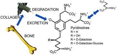 Chemical structure, biosynthesis and synthesis of free and glycosylated ...
