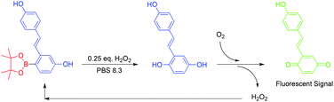 Hydroquinone–quinone oxidation by molecular oxygen: a simple tool for ...