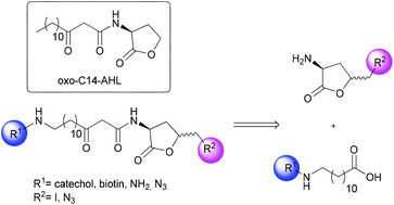 Modified N-acyl-homoserine lactones as chemical probes for the ...