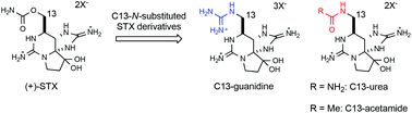 Synthesis of saxitoxin derivatives bearing guanidine and urea groups at ...