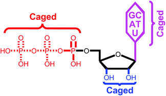 Caged nucleotides/nucleosides and their photochemical biology - Organic ...