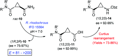 Enantioselective bacterial hydrolysis of amido esters and diamides ...