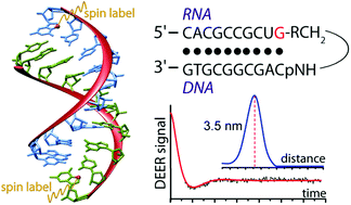 A versatile approach for site-directed spin labeling and structural EPR ...