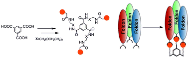 Versatile C3-symmetric scaffolds and their use for covalent ...