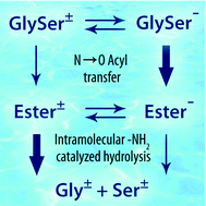 A computational study of the glycylserine hydrolysis at physiological ...