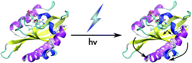 Signaling mechanisms of LOV domains: new insights from molecular ...