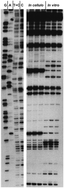 Cytosine containing dipyrimidine sites can be hotspots of cyclobutane ...
