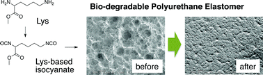 Molecular design of environmentally benign segmented polyurethane(urea ...