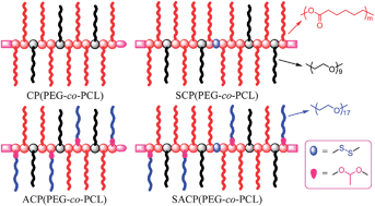 Acid and reduction dually cleavable amphiphilic comb-like copolymer ...