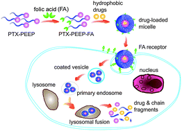 Synthesis and characterization of a new multifunctional polymeric ...