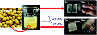 Robust soy protein films obtained by slight chemical modification of ...