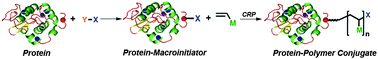 Proteins as substrates for controlled radical polymerization - Polymer ...