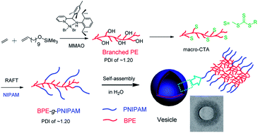 Synthesis of well-defined amphiphilic branched polyethylene-graft-poly ...